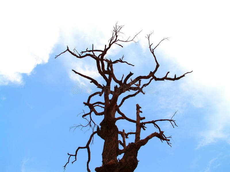 Dead Tree stock image. Image of rotten, drim, dead, dying - 328807