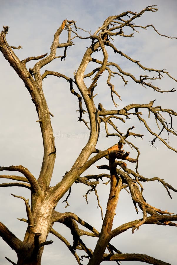 Dead tree stock image. Image of blue, life, sunny, botanical - 10333891