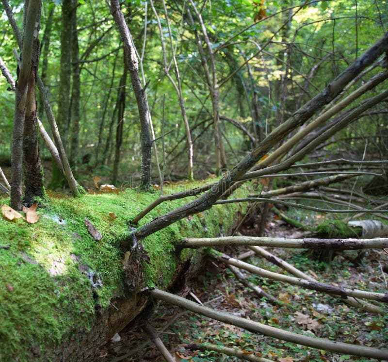 Tree roots stock photo. Image of trunk, plants, rocks - 29407164