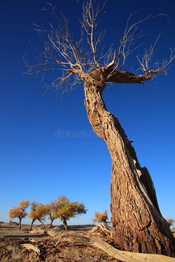 Dead tree stock image. Image of sere, mongolia, trees - 11399825