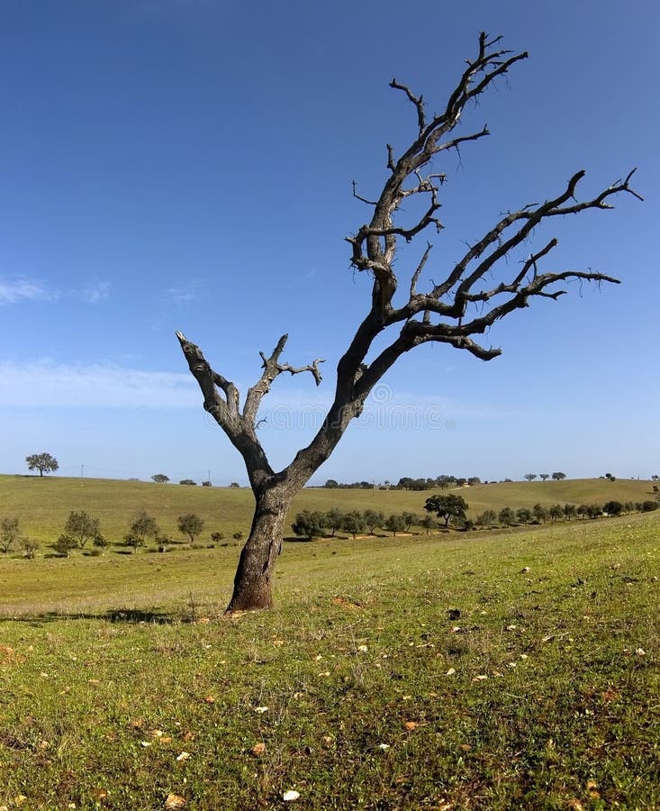 Dead Tree stock image. Image of winter, branches, maple - 5047857