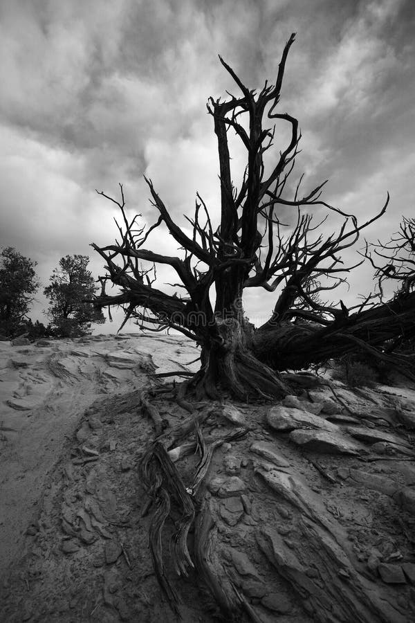 Dead tree stock image. Image of extraordinary, deadwood - 25777141