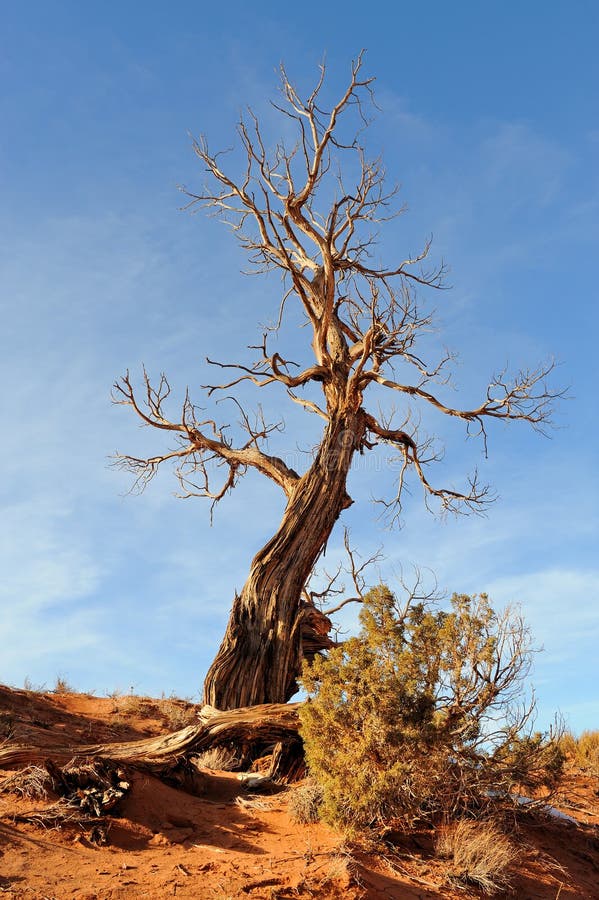 Dead tree stock image. Image of green, vintage, roots - 13288789