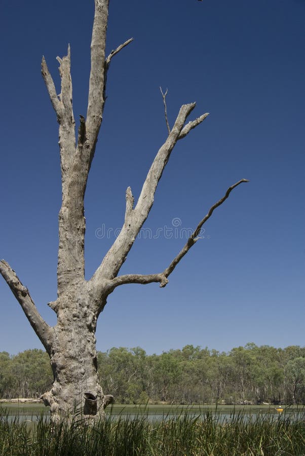 Dead Tree stock image. Image of mysterious, australian - 13486981