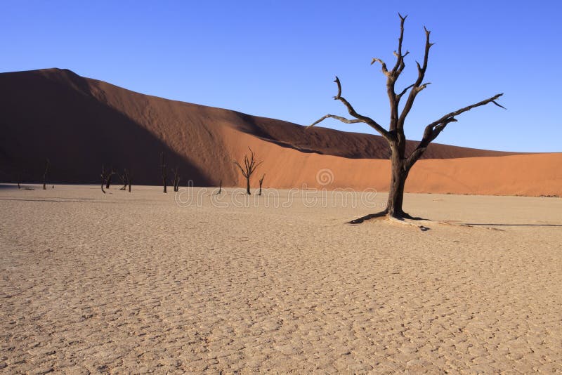Dead tree in desert stock image. Image of dried, skies - 24231725