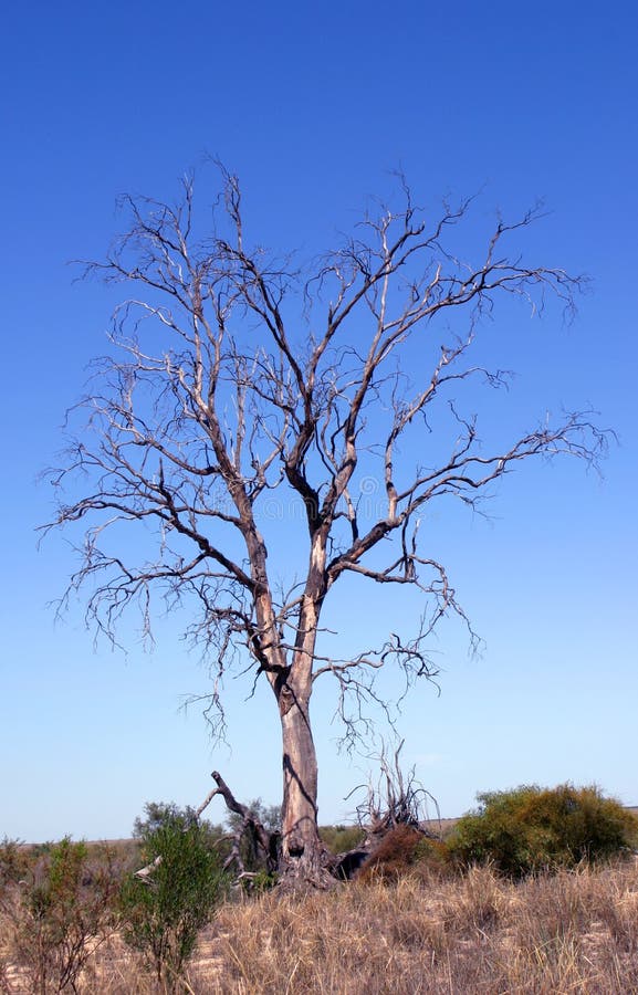 Dead tree stock image. Image of outdoors, natural, rural - 15023925