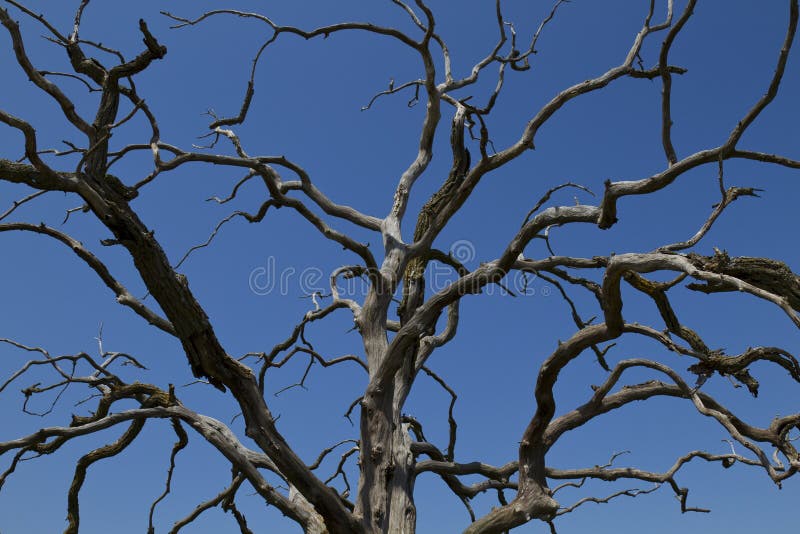Dead Tree stock photo. Image of nature, spooky, blue - 15542898