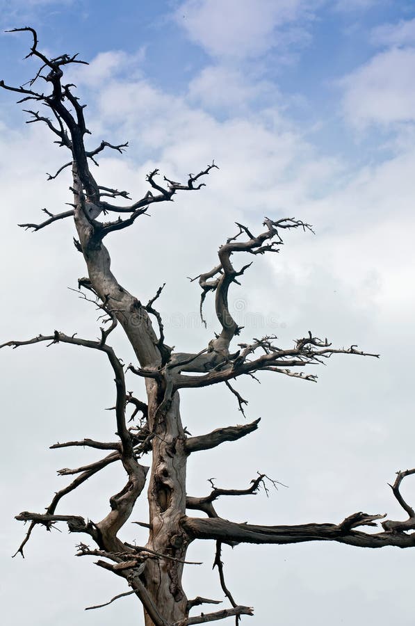 Twisted Dead Tree stock photo. Image of nature, trees - 23356900