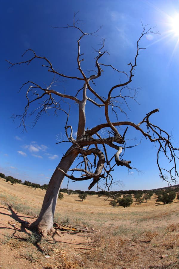 Dead desert tree stock image. Image of evening, gnarled - 3722757