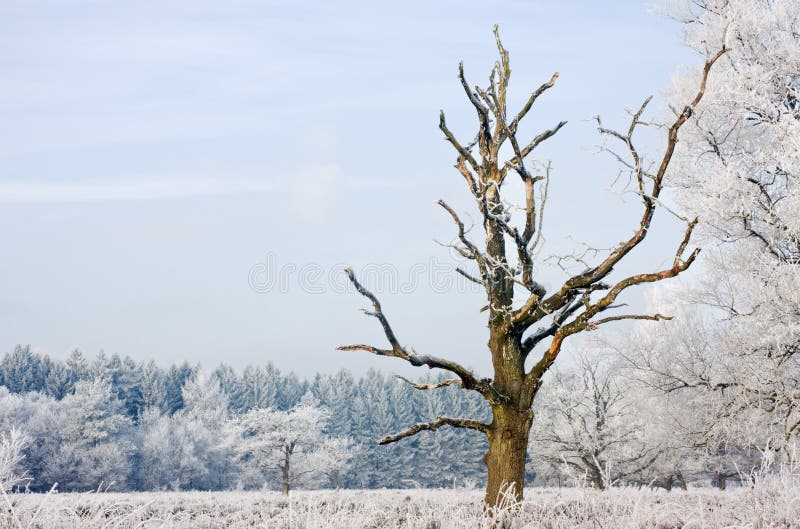Dead tree stock photo. Image of winter, snow, freezing - 17200396