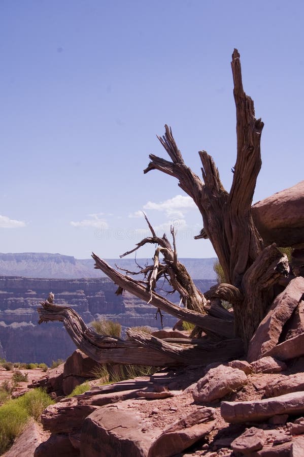 Dead Tree stock photo. Image of wood, earth, grand, tree - 20665916