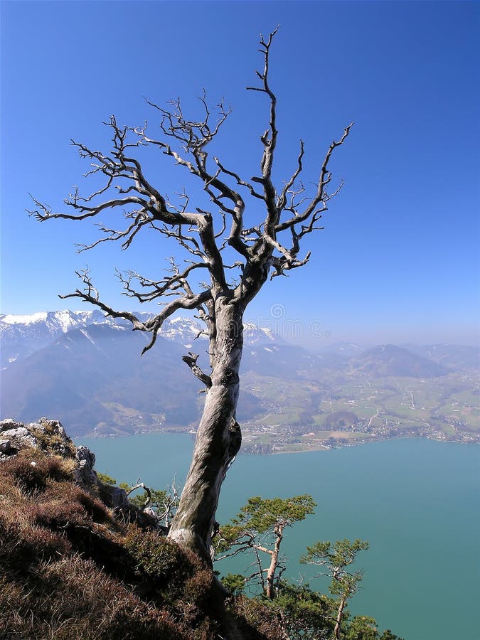 Dead tree stock photo. Image of doddered, solitary, mountain - 2280320