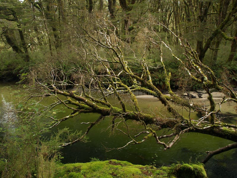 Dead tree stock photo. Image of river, fiordland, water - 22851182