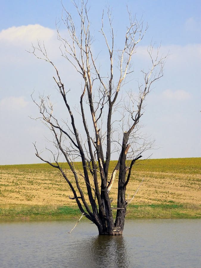 Dead tree stock photo. Image of wood, reflection, effect - 2287522