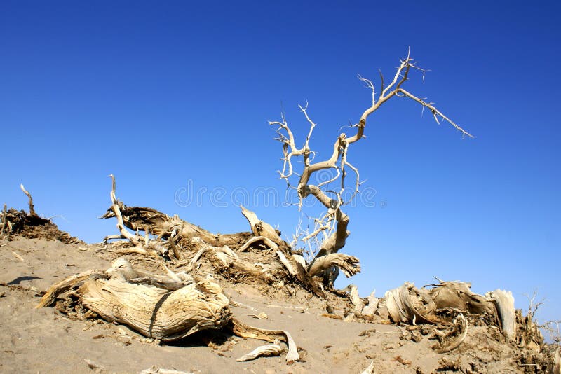 Dead tree stock image. Image of scenery, diversifolia - 23541267