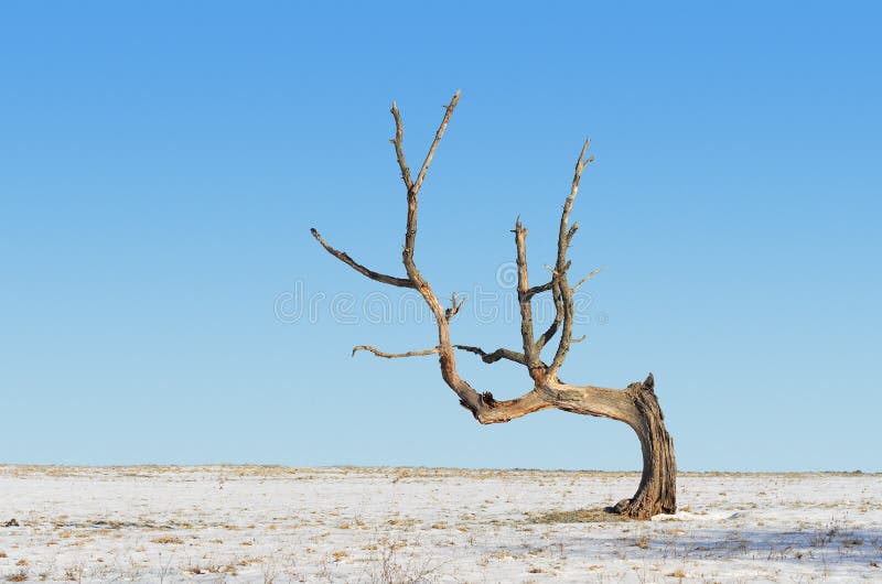Dead Tree stock image. Image of white, decayed, dead - 23580999