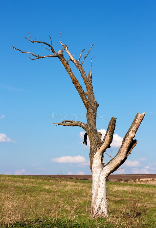 Dead tree stock image. Image of drought, outdoors, death - 24292409