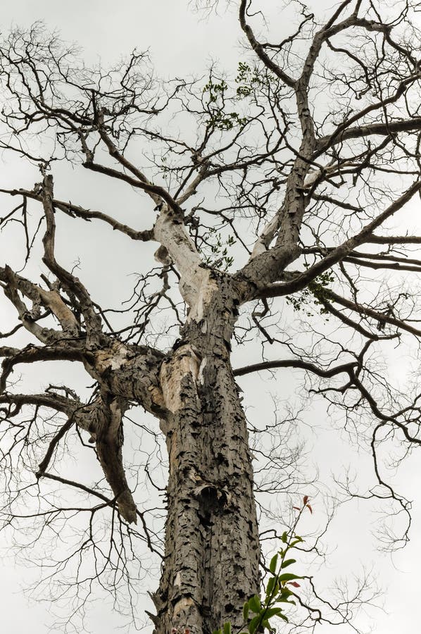 Dead tree stock photo. Image of branch, nature, scenic - 24510146