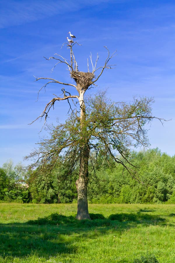 Dead tree stock photo. Image of landscape, natural, death - 24812210