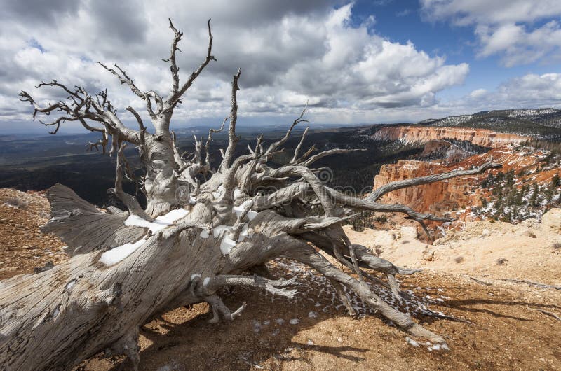 Dead Tree stock photo. Image of states, canyon, fallen - 26838106