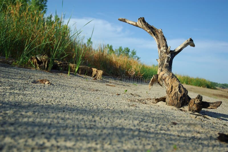 Dead fir tree stock image. Image of moss, mossy, dead - 2652721