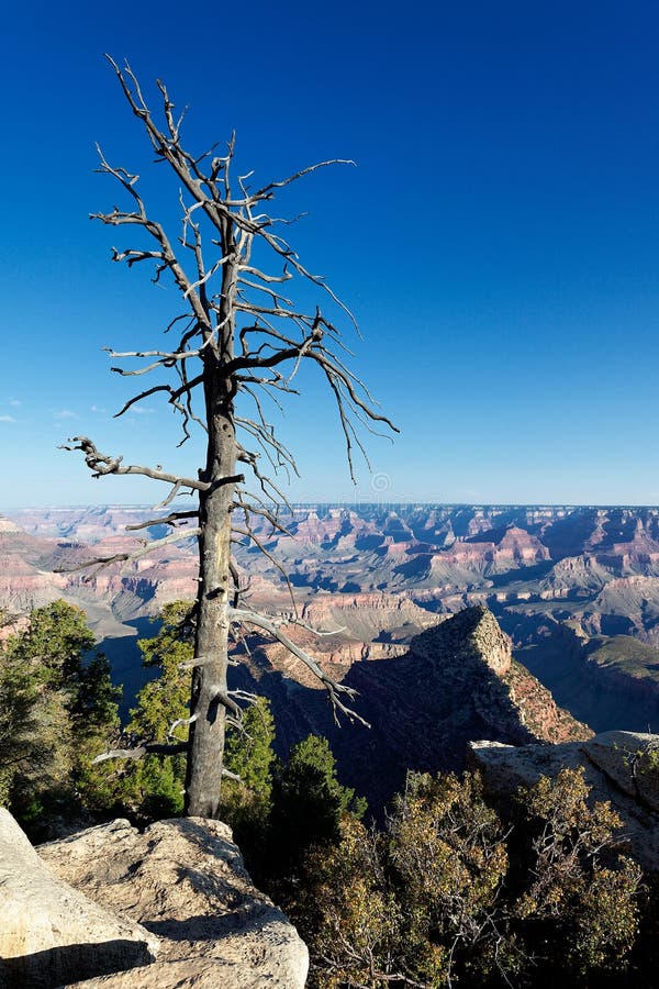 Dead tree stock photo. Image of geological, outdoor, tree - 28281278