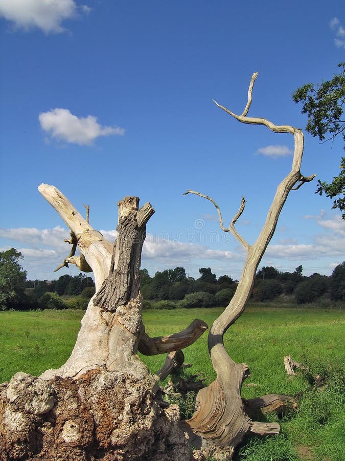 Dead Tree stock photo. Image of hardwood, tree, wood, branches - 284748