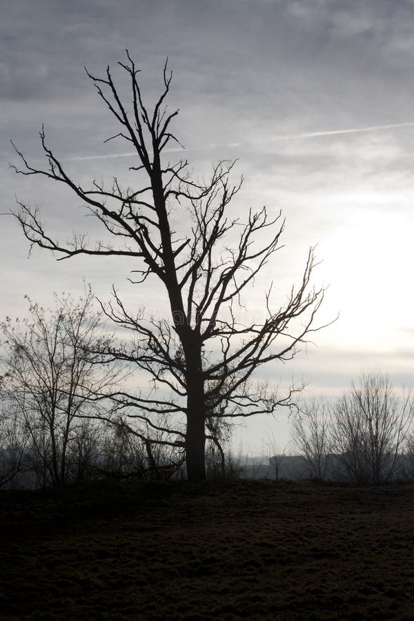 Dead tree stock image. Image of nature, melancholy, landscape - 28522283
