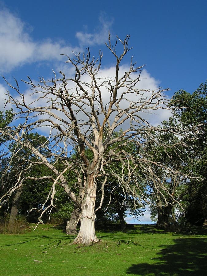 3,400 Dead Standing Tree Stock Photos - Free & Royalty-Free Stock ...