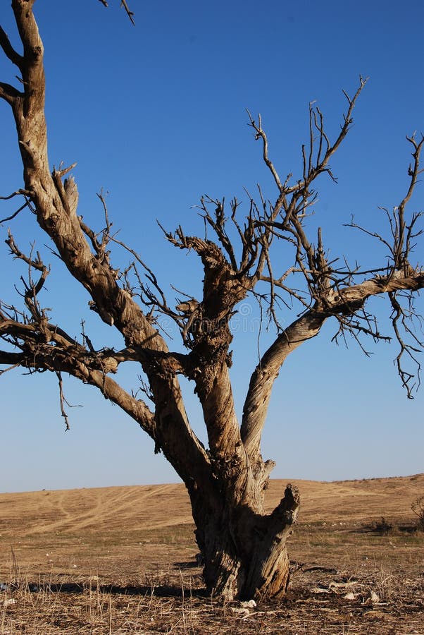Dead desert tree stock image. Image of evening, gnarled - 3722757