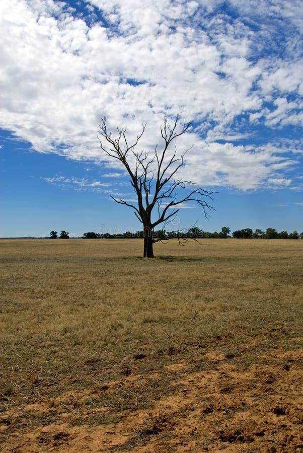 Dead Tree stock photo. Image of victoria, remote, farm - 4188830