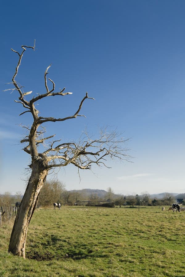 Dead tree stock photo. Image of outdoors, scenic, branch - 4221062