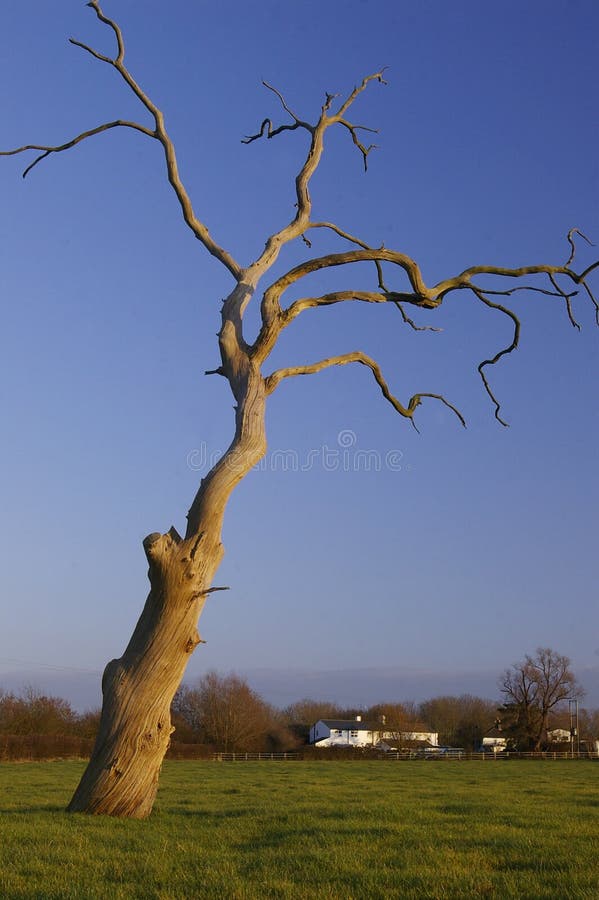 Dead Tree Picture. Image: 4444717