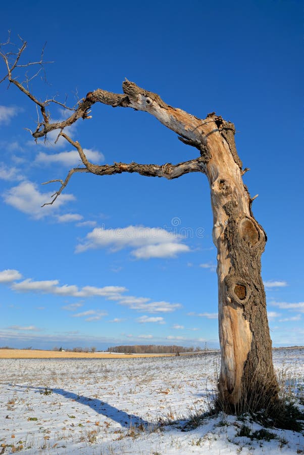 Dead Tree stock image. Image of winter, branches, maple - 5047857
