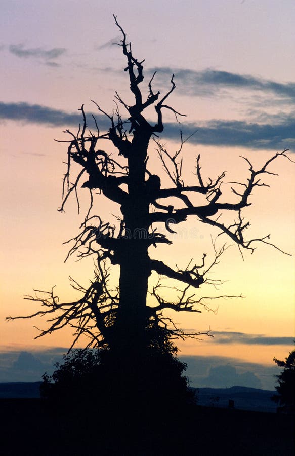 Dead tree stock photo. Image of dark, clouds, blue, black - 5960480