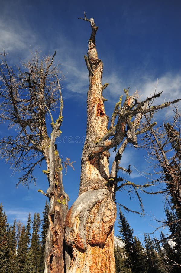 Dead tree stock image. Image of branch, tree, forests - 7261905