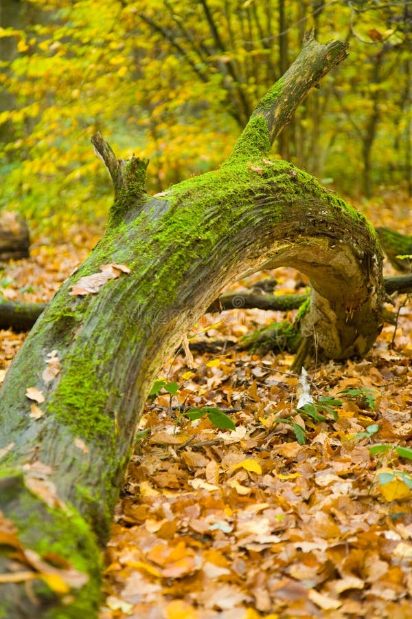 460+ Dead autumn tree Free Stock Photos - StockFreeImages