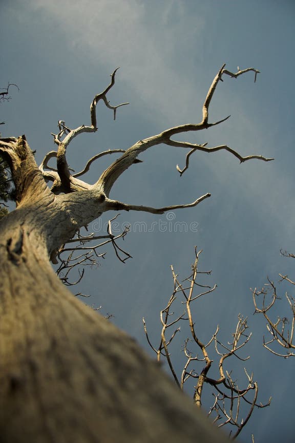 Dead tree stock photo. Image of twig, blue, creepy, destruction - 939312