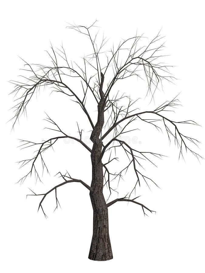 Dead Tree without Leaves Isolated. Acer Stock Illustration ...
