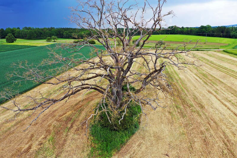 Dead tree from above stock image. Image of branch, fotoping - 243004011
