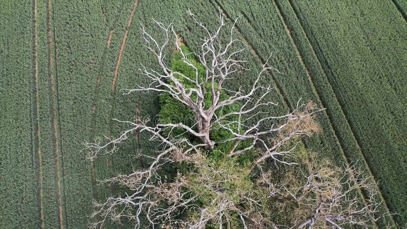 Dead Tree at Rivers Edge stock video. Video of dead, leaves - 65423161