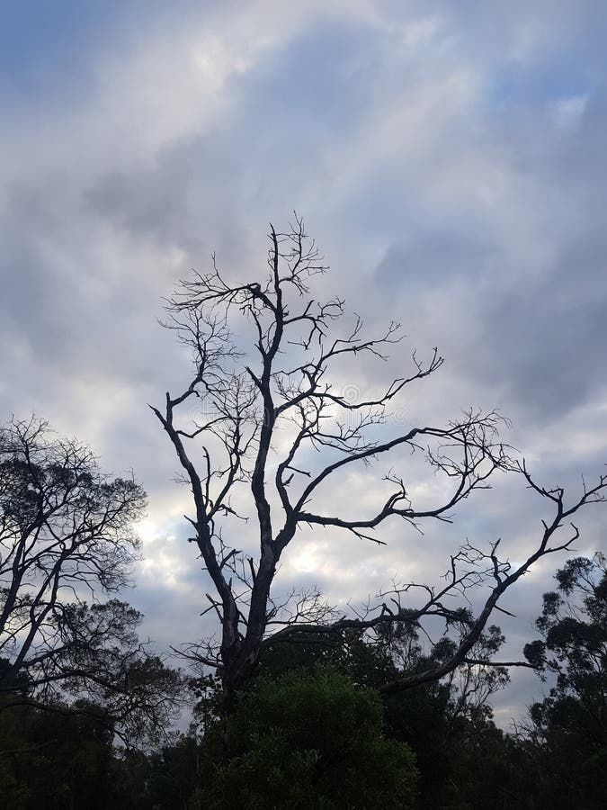 Dead Tree Above Green Treetops Shot from Low Angle Stock Photo - Image ...