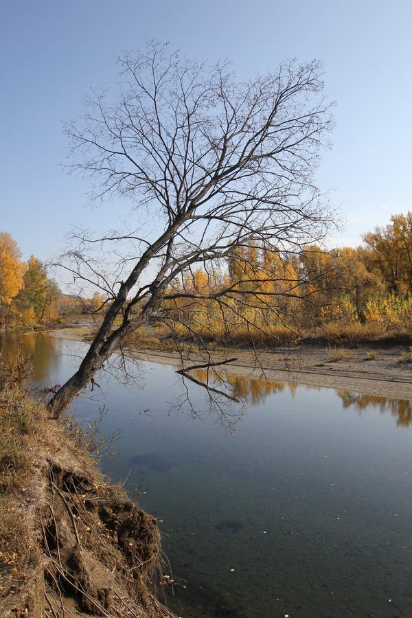 Dead tree above the river stock photo. Image of flow - 45487792