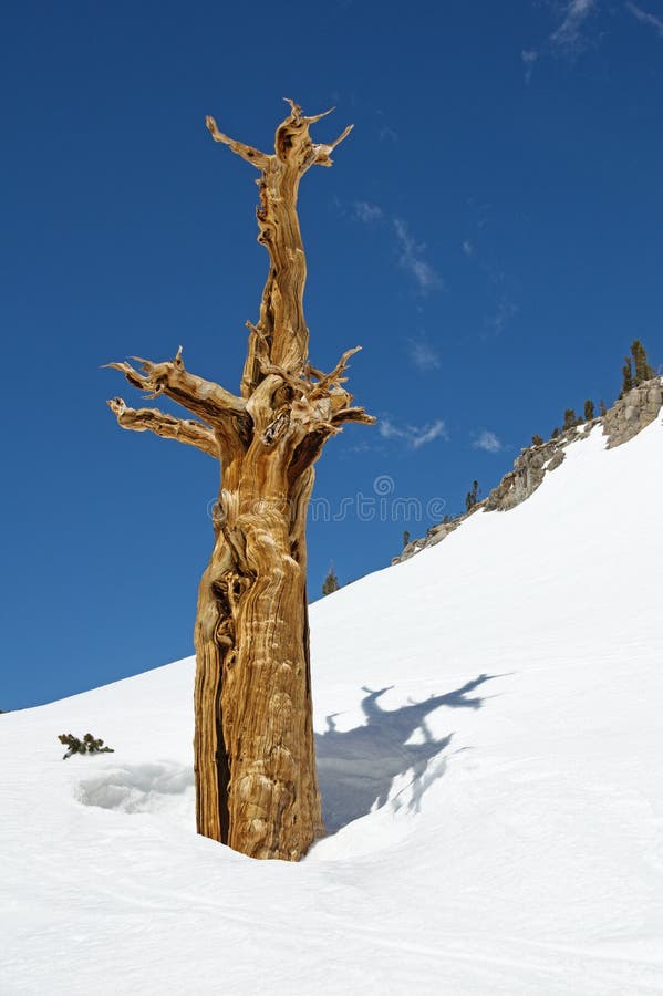 Dead Tree Above Snow stock photo. Image of california - 92824912