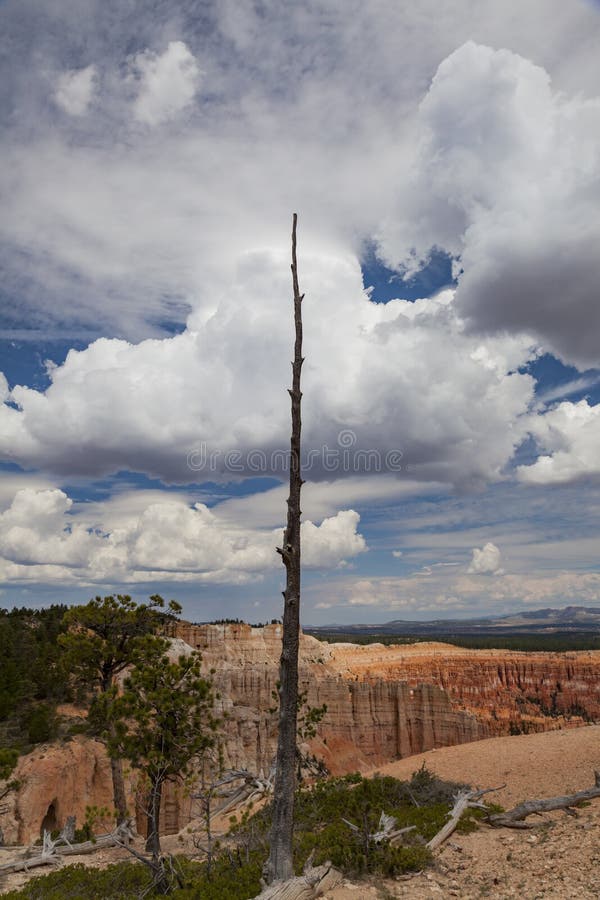 Dead Tree above the Valley stock photo. Image of landscape - 77014560