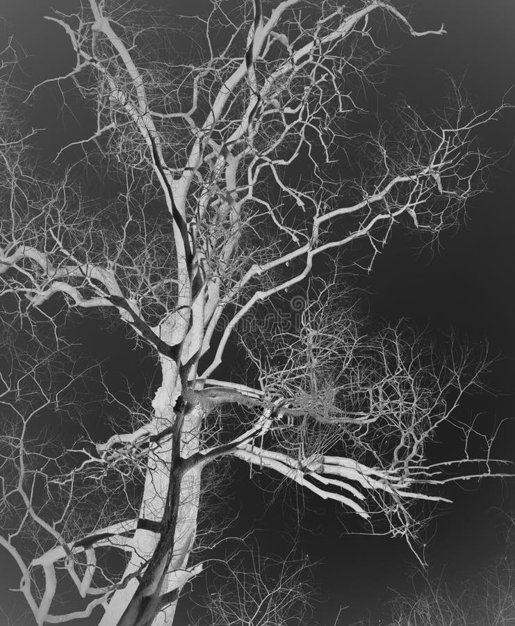 Dead Tree Against Moon and Clouds Stock Image - Image of grave, gothic ...