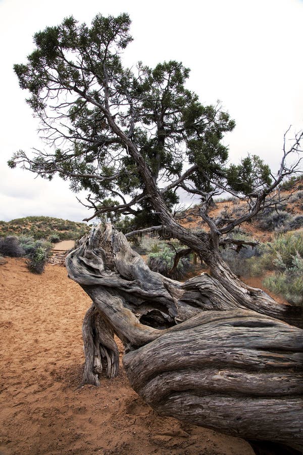 Dead Tree Across a Trail, Arches National Park, Moab Utah Stock Image ...