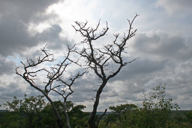 DEAD TREE AGAINST CLOUDED SKY and GREEN LANDSCAPE Stock Photo - Image ...