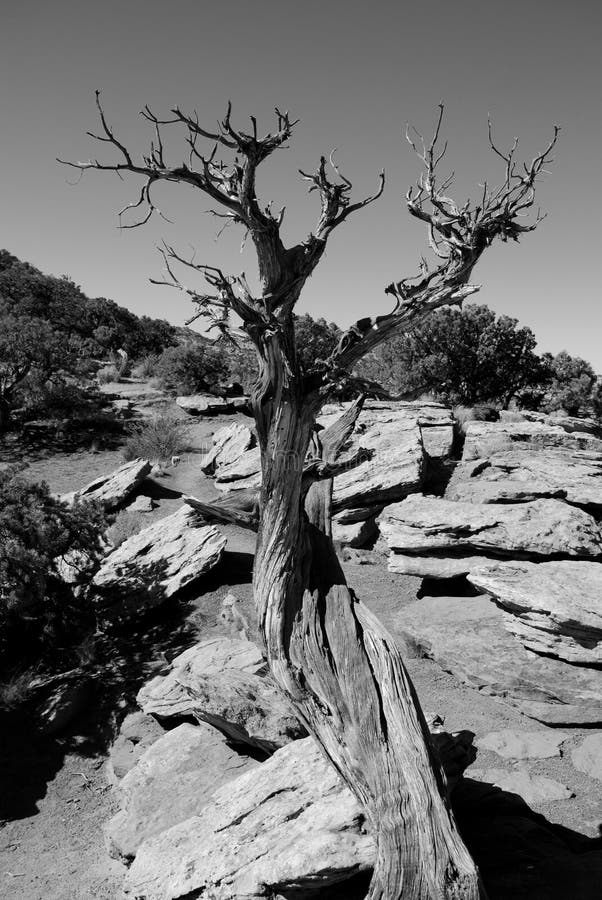 Dead Tree Against Rocky Desert Stock Photo - Image of black, gnarled ...