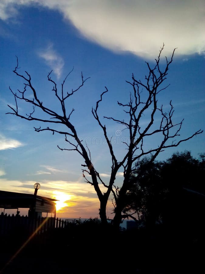 Dead tree against sunset. stock image. Image of blue - 54234159